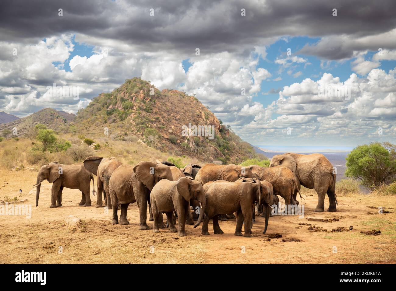 African savannah animals hi-res stock photography and images - Alamy