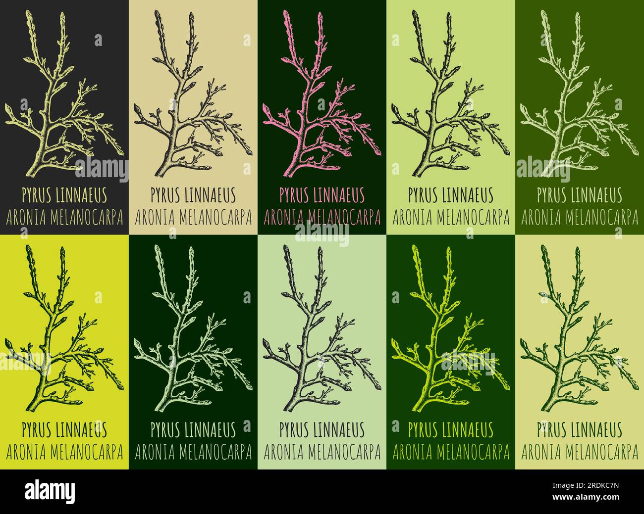 Set of vector drawing PYRUS LINNAEUS in various colors. Hand drawn ...