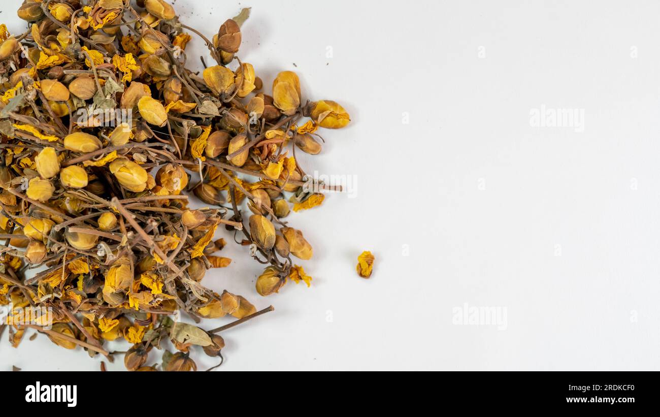 Ayurvedic Wonders: Senna auriculata and Ranawara (Cassia auriculata ...