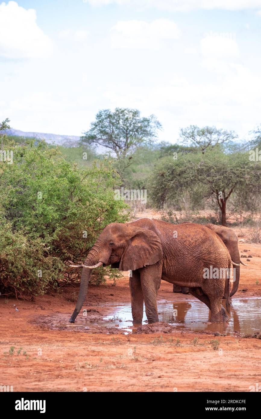 A lonely lone elephant drinking and splashing itself with mud at the ...