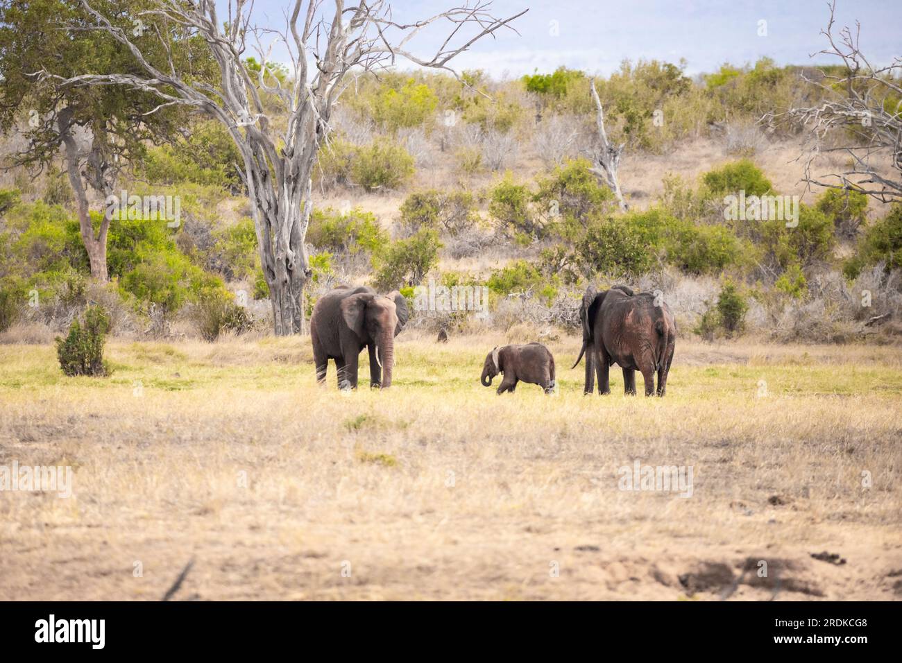 African elephant, A herd of elephants moves to the next watering hole ...