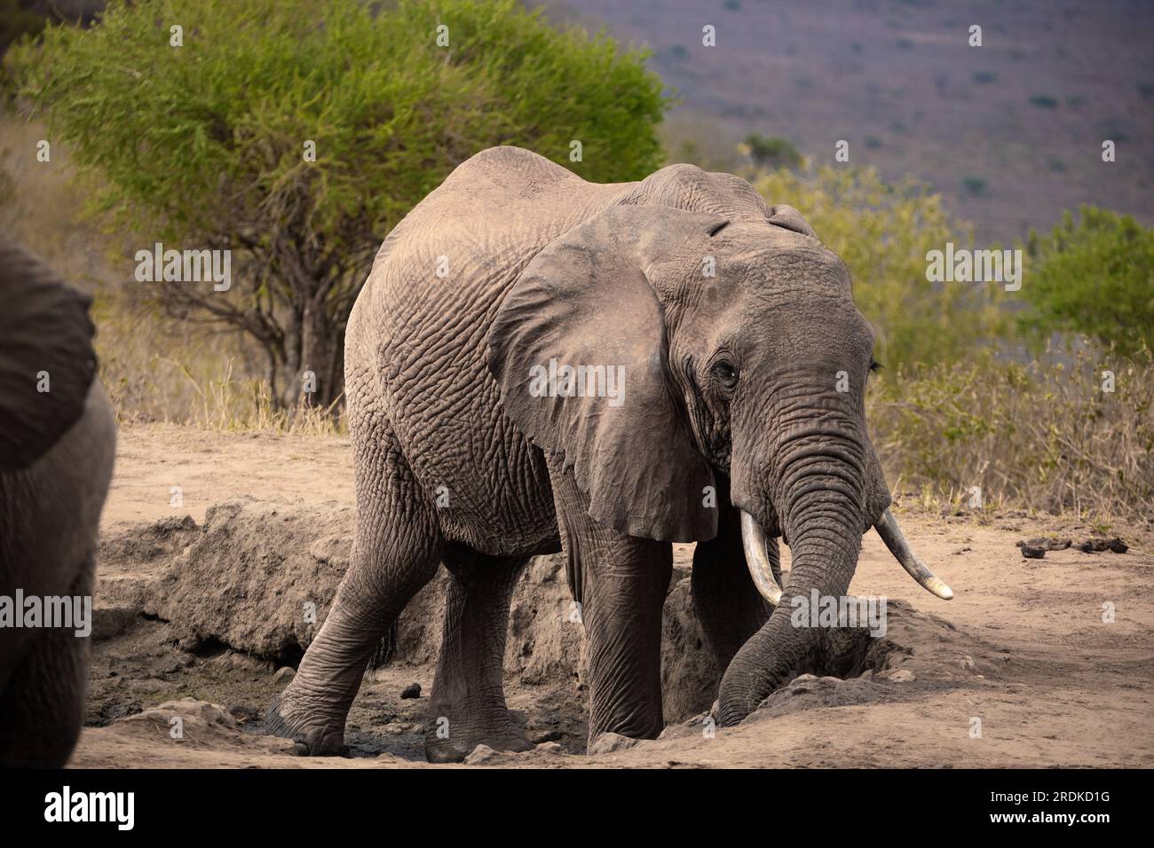 A lonely lone elephant drinking and splashing itself with mud at the ...