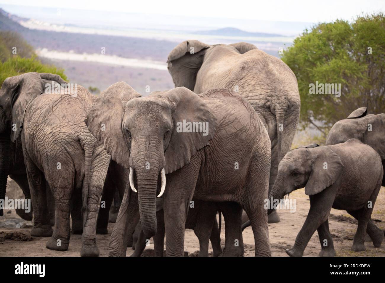 African elephant, A herd of elephants moves to the next watering hole ...