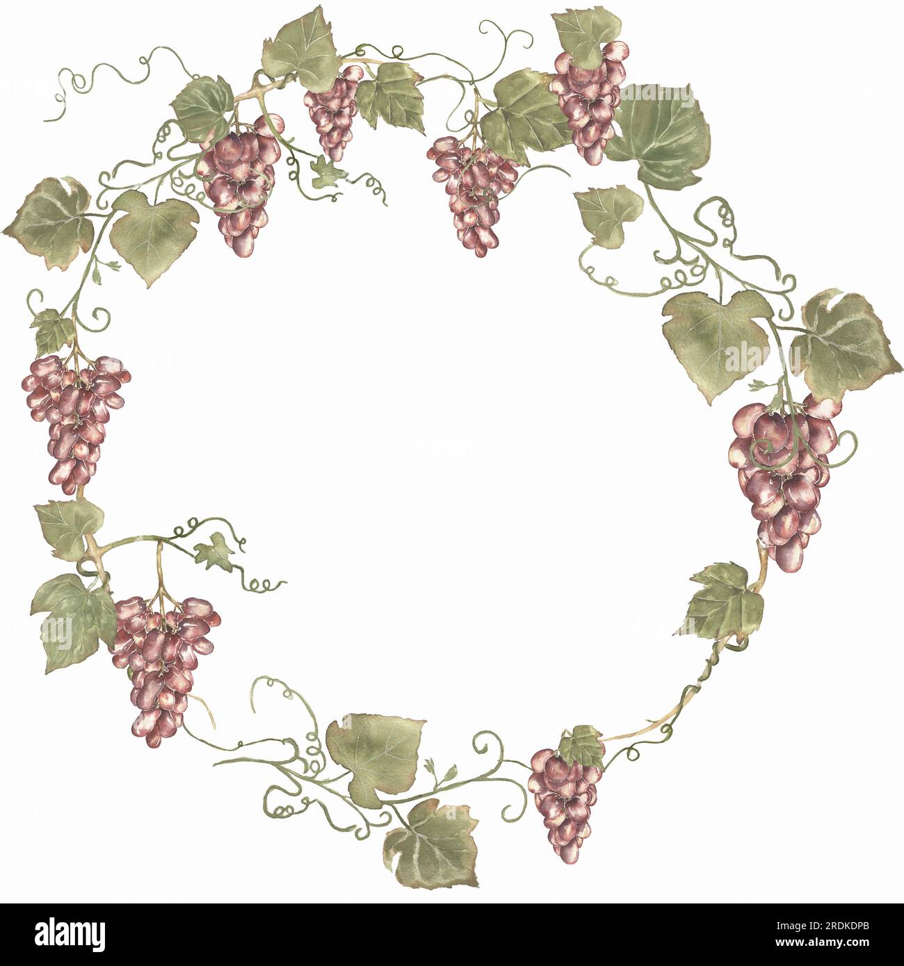 Red grapes wreath clipart, harvest clip art. Watercolor hand painted ...