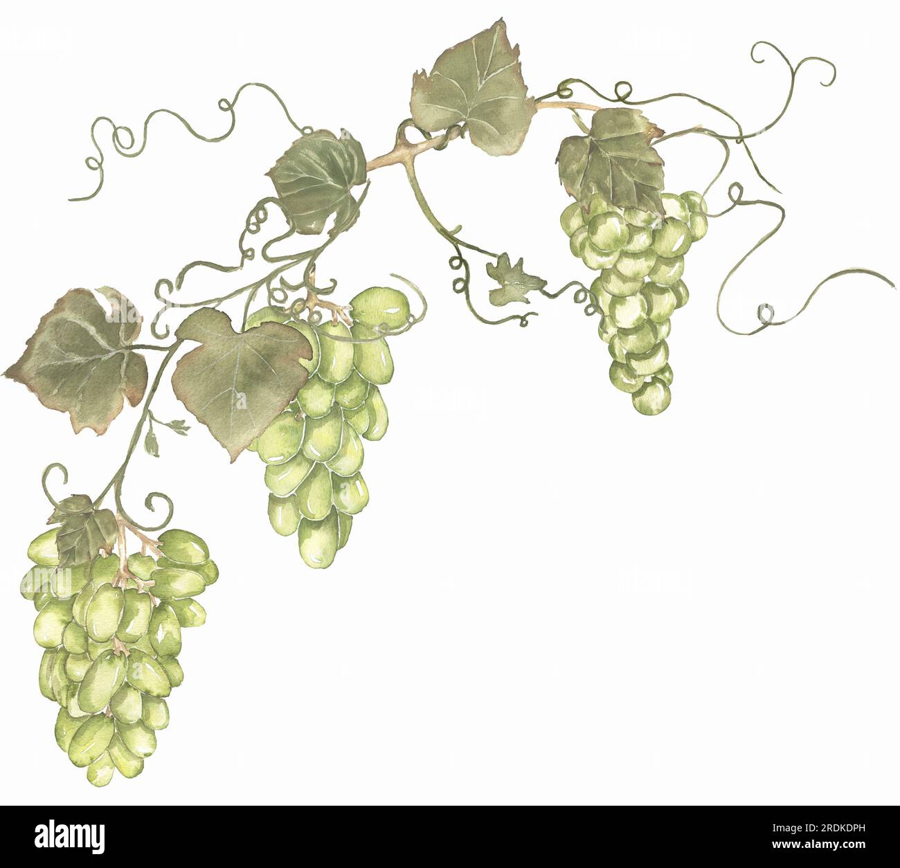 Green grapes wreath clipart, harvest clip art. Watercolor hand painted grapes frame. Italian ...