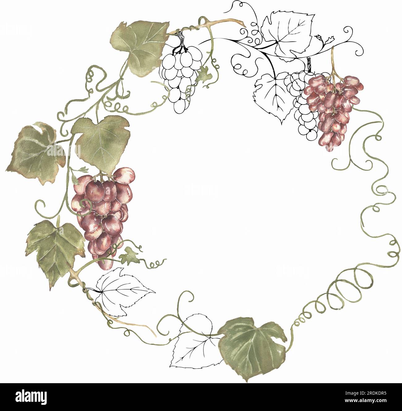 Red grapes wreath clipart, harvest clip art. Watercolor hand painted ...