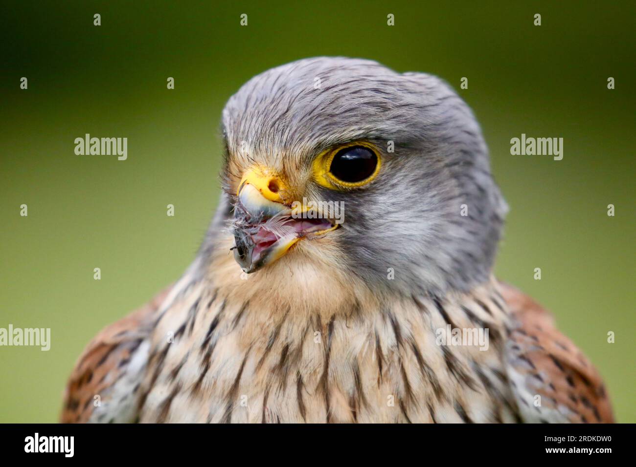 Male with prey hi-res stock photography and images - Alamy