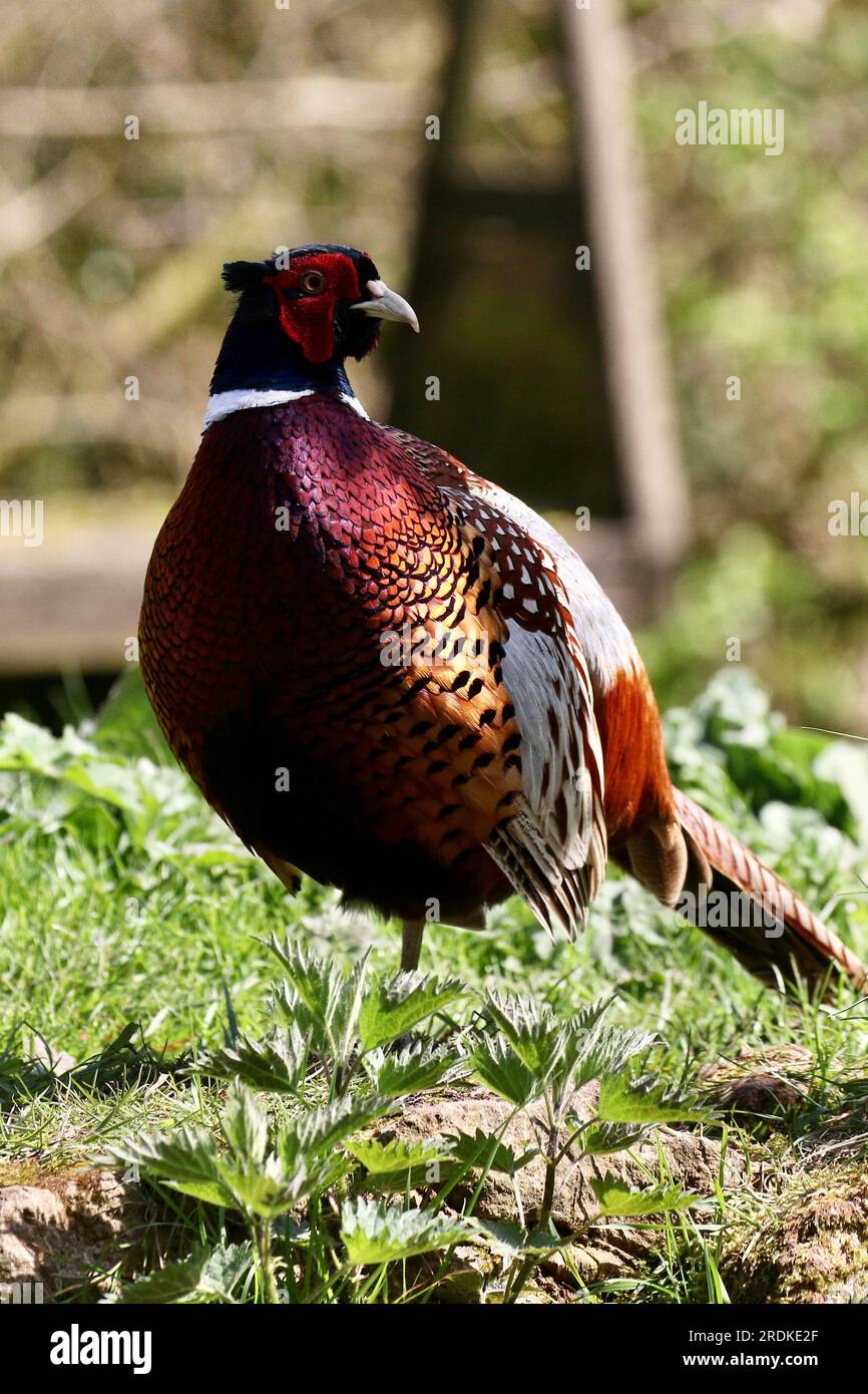 Large pheasant hi-res stock photography and images - Alamy