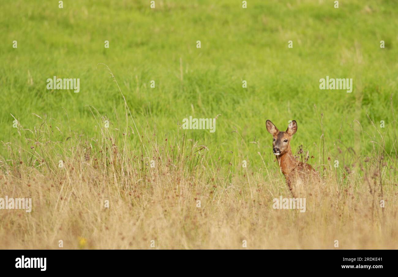 Roe deer behaviour hi-res stock photography and images - Alamy