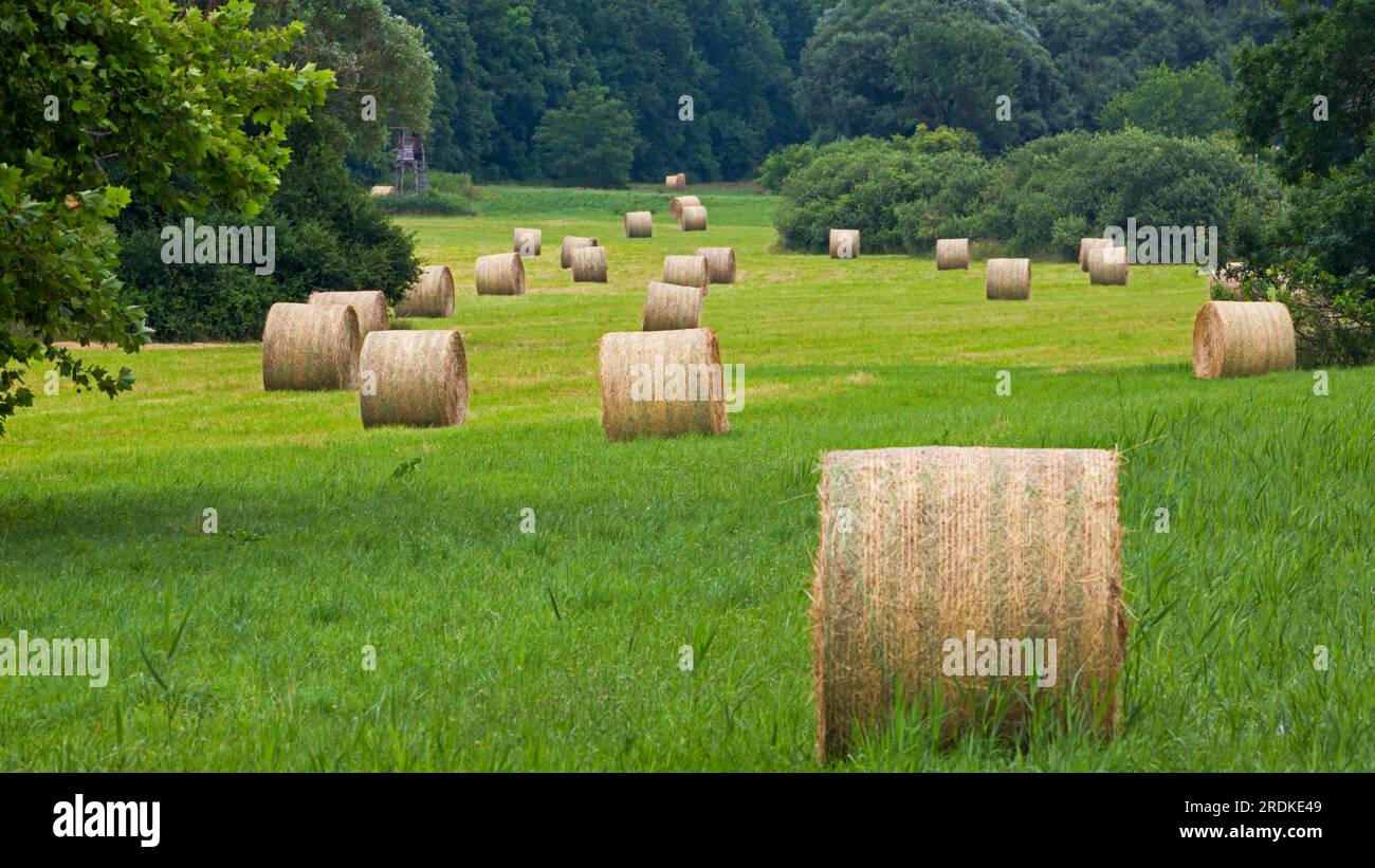 Field hay rolls bale rolls hi-res stock photography and images - Alamy