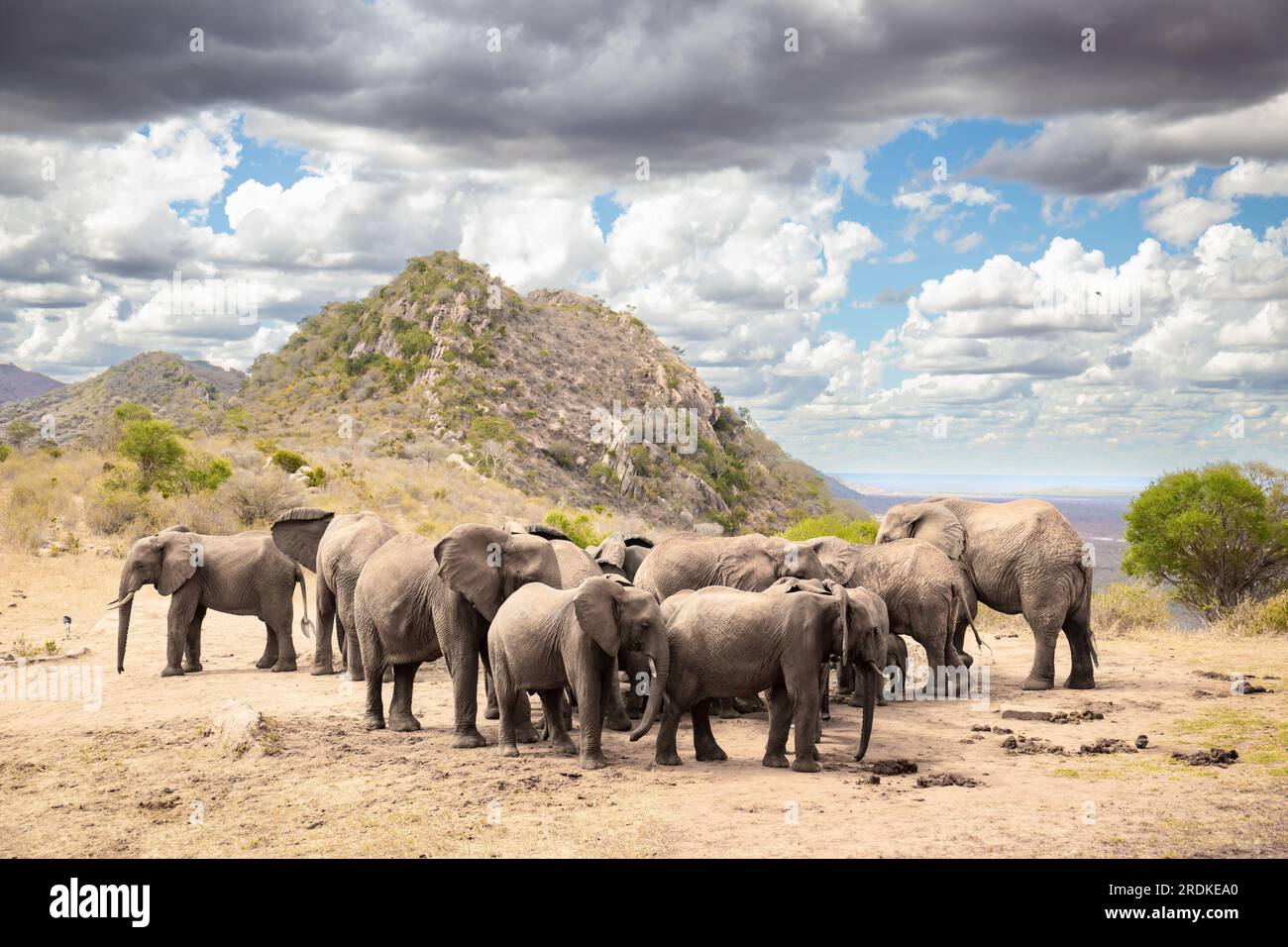 African elephant, A herd of elephants moves to the next watering hole ...