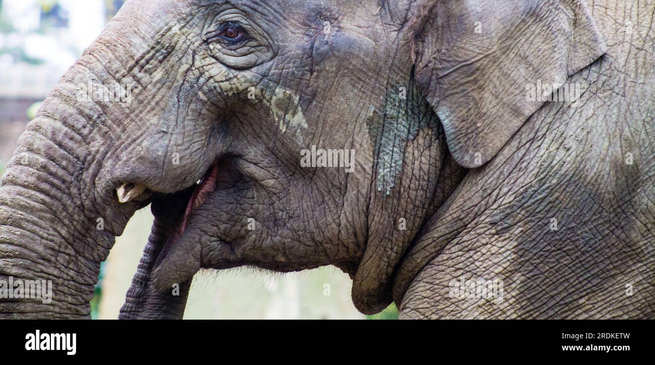 Asian elephant in the park, closeup of the head and neck Stock Photo ...