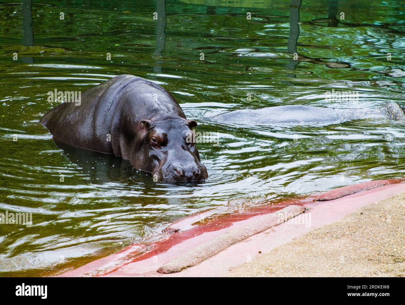 Hippo swimming in the water in the zoo Stock Photo - Alamy