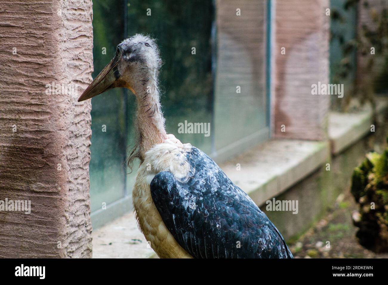Marabou stork in the zoo of Belgium Stock Photo - Alamy