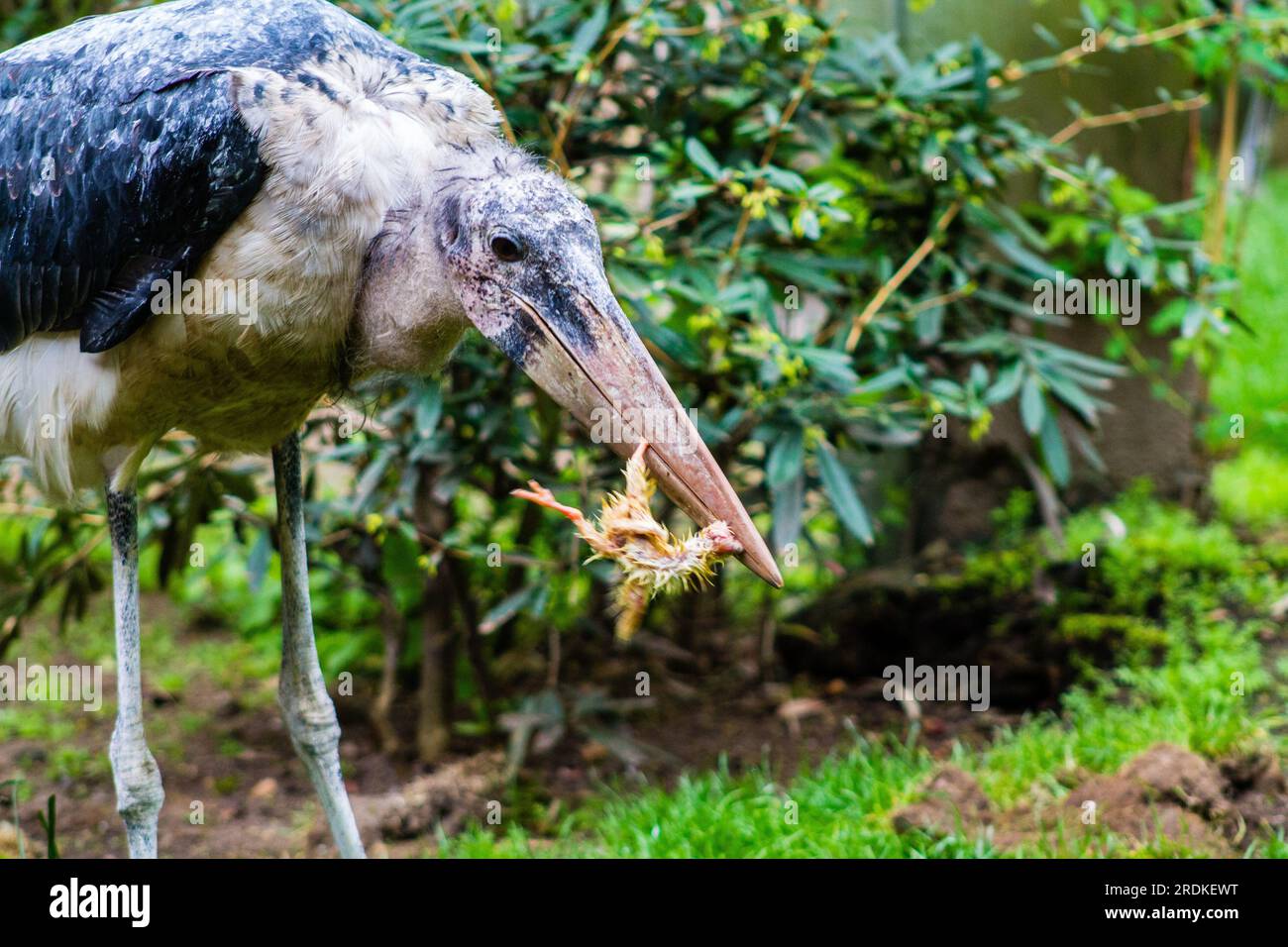 Marabou stork eating a piece of chicken in the zoo Stock Photo - Alamy