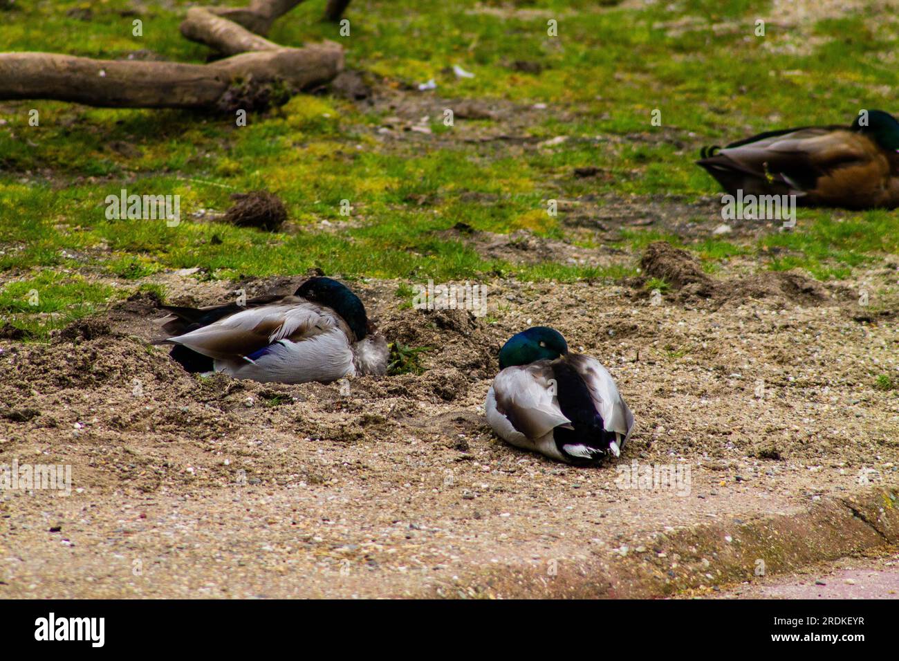 Mallard ducks resting on the ground in a park in spring Stock Photo - Alamy