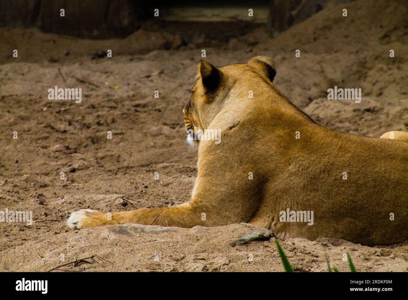 Lioness lying on the sand in the zoo. Side view Stock Photo - Alamy
