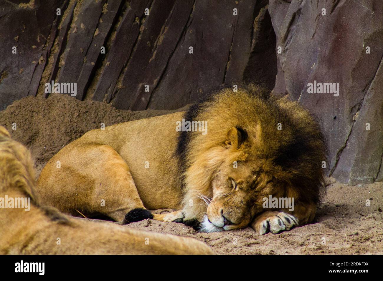 Lion sleeping on the rock in the zoo. The lion (Panthera leo Stock ...