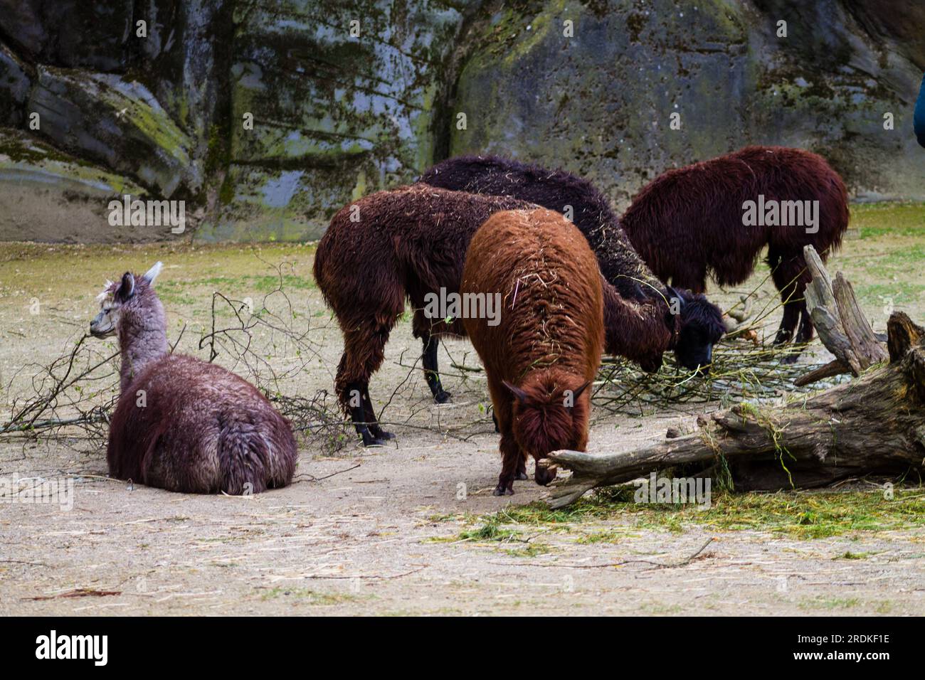 group of alpaca in the zoo, photo as a background, digital image Stock ...