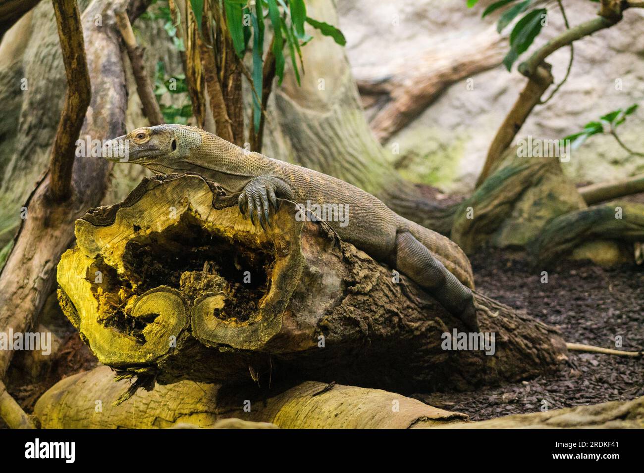 Komodo dragon (Varanus Komodoensis), also known as the Komodo monitor ...