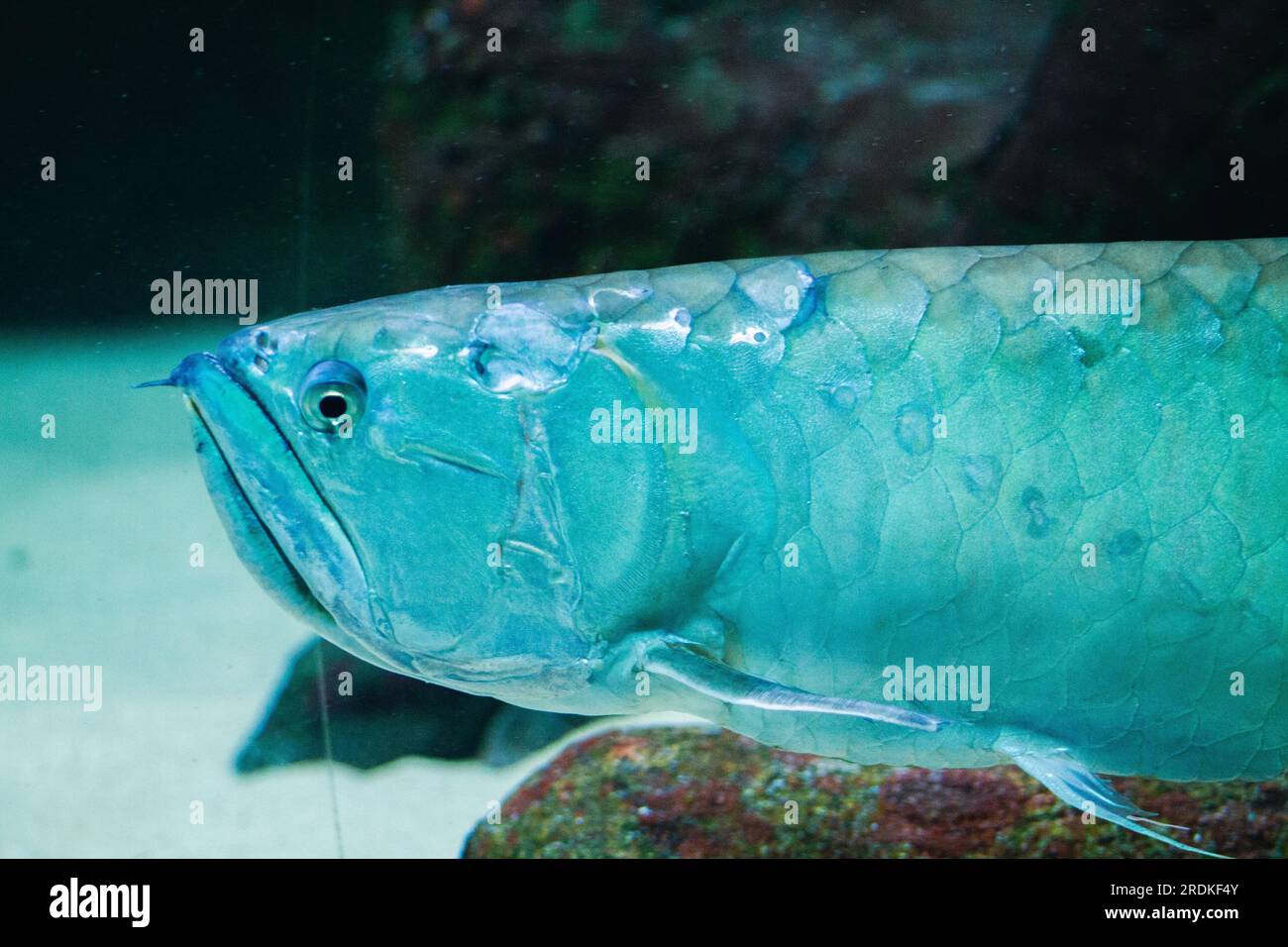 Aquarium fish, close-up of a freshwater fish Stock Photo - Alamy