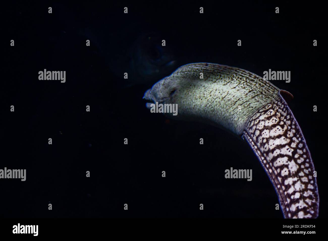 Moray eel swimming in the dark water of the aquarium Stock Photo - Alamy