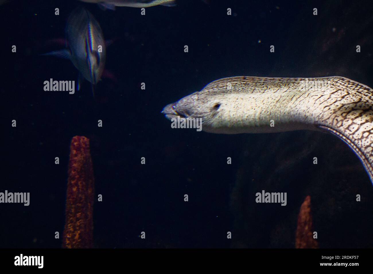 Gymnothorax eel swimming in an aquarium Stock Photo - Alamy