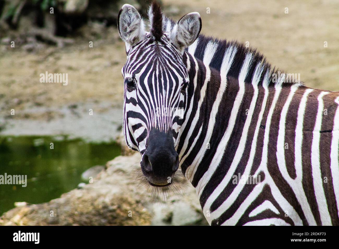 Zebra in the zoo, Thailand. (Equus quagga Stock Photo - Alamy