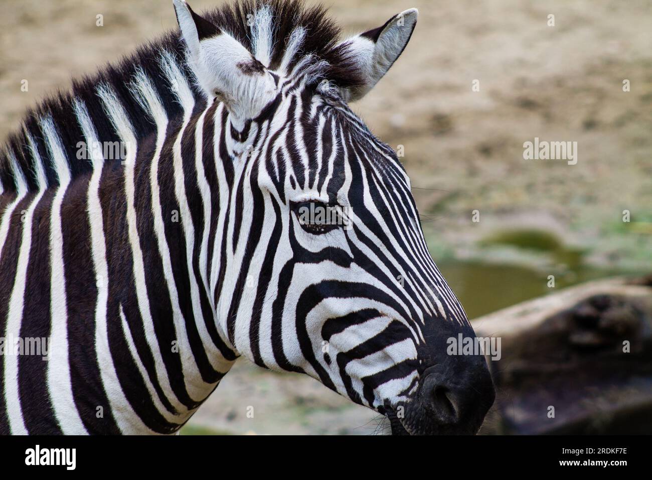 Zebra in the zoo, close-up of head and neck Stock Photo - Alamy