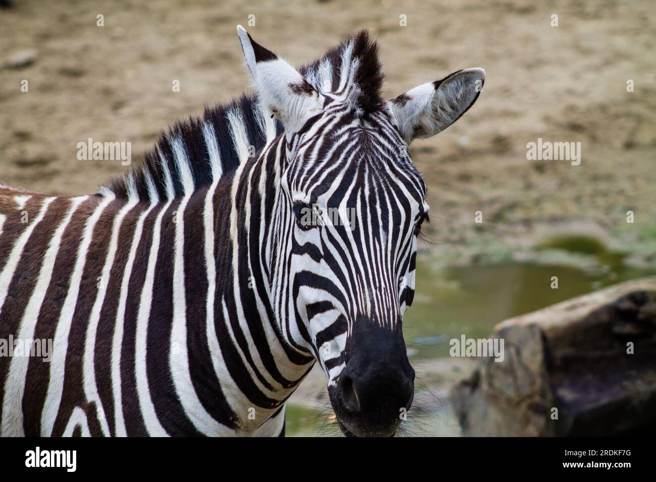 Zebra in the zoo, close-up of head and neck Stock Photo - Alamy