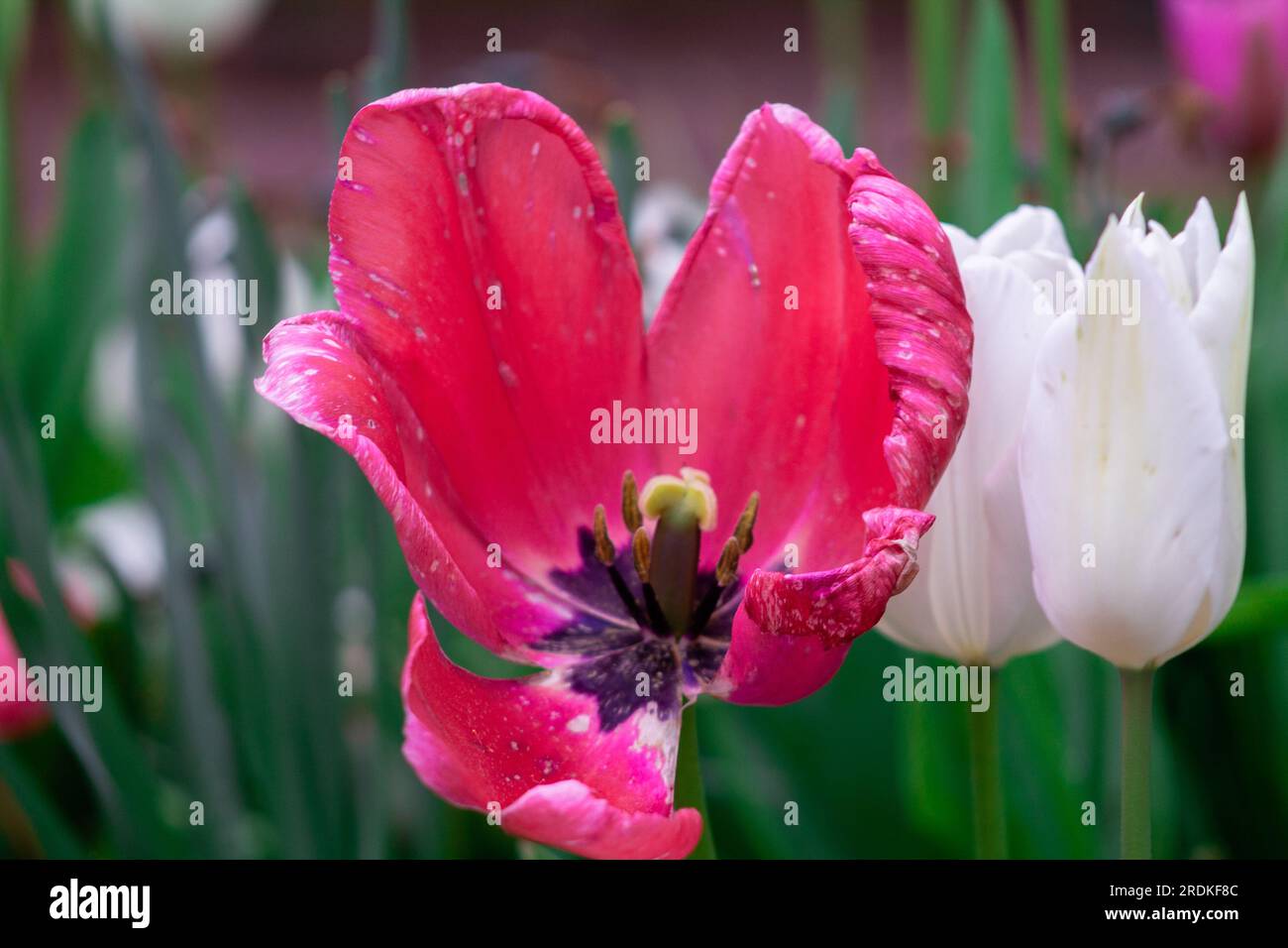 tulips. a bulbous spring-flowering plant of the lily family, with ...