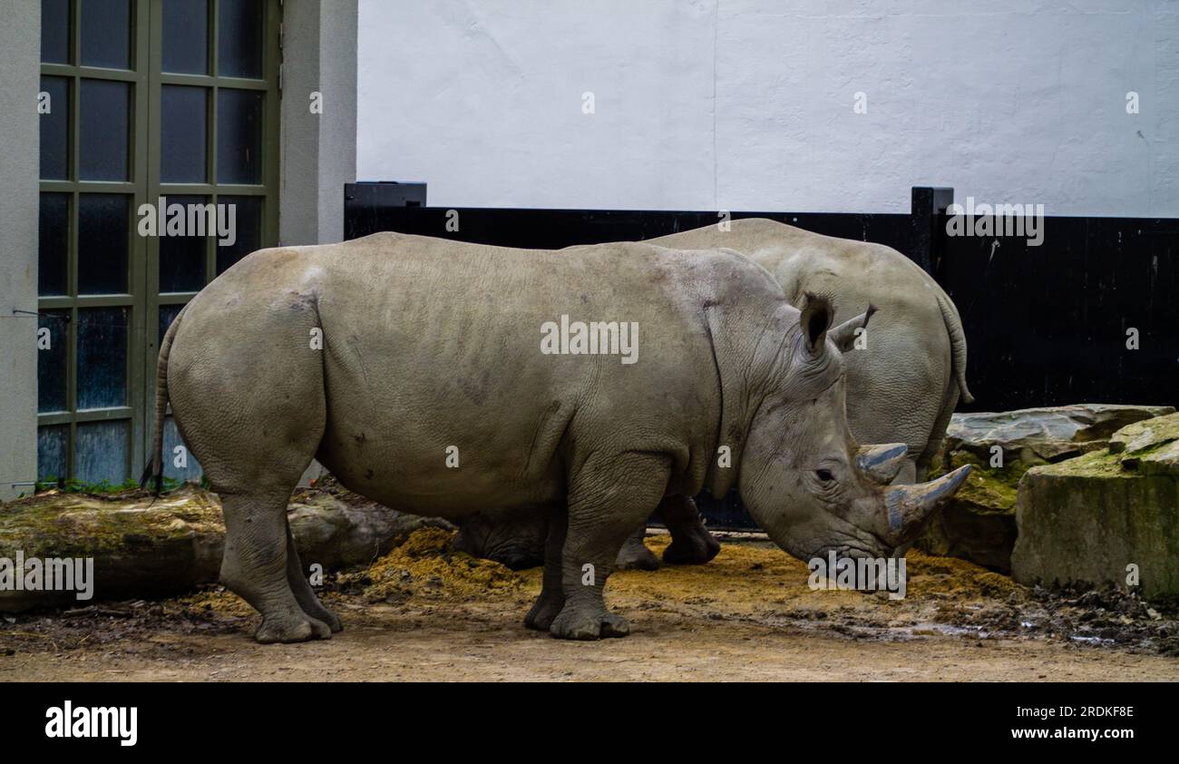 Portrait rhinoceros in zoo hi-res stock photography and images - Alamy
