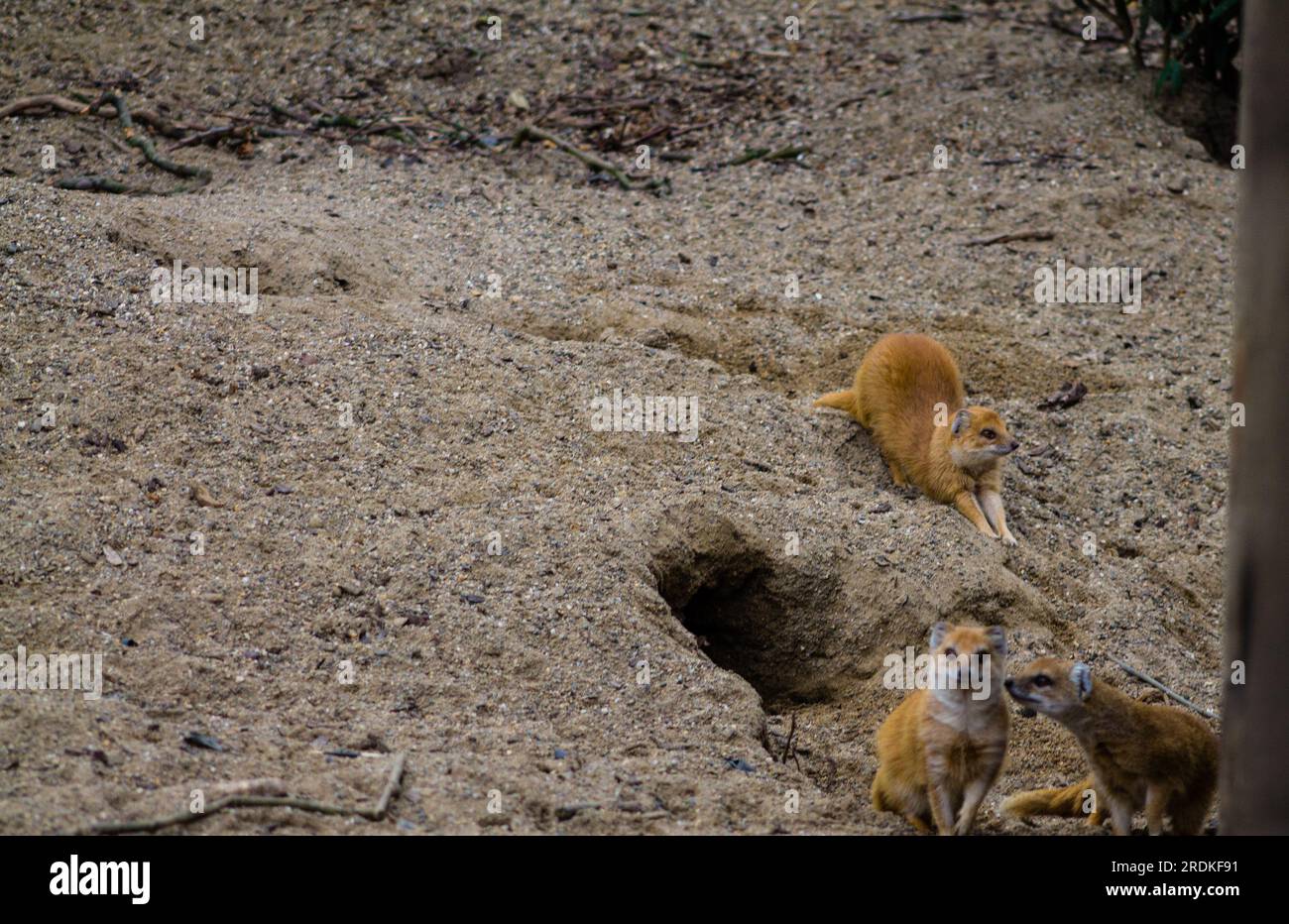Wildlife scene from wild hi-res stock photography and images - Alamy