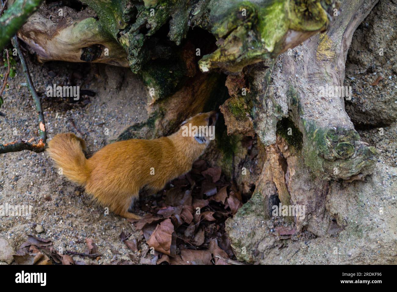 Cute orange fur mongoose looking for food in the forest Stock Photo - Alamy