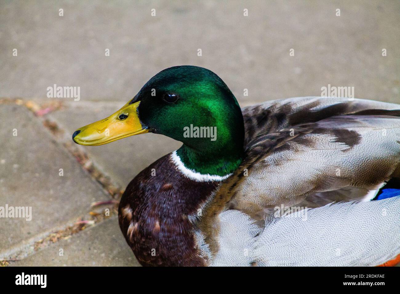 Close up of a male mallard duck in a park in Belgium Stock Photo - Alamy
