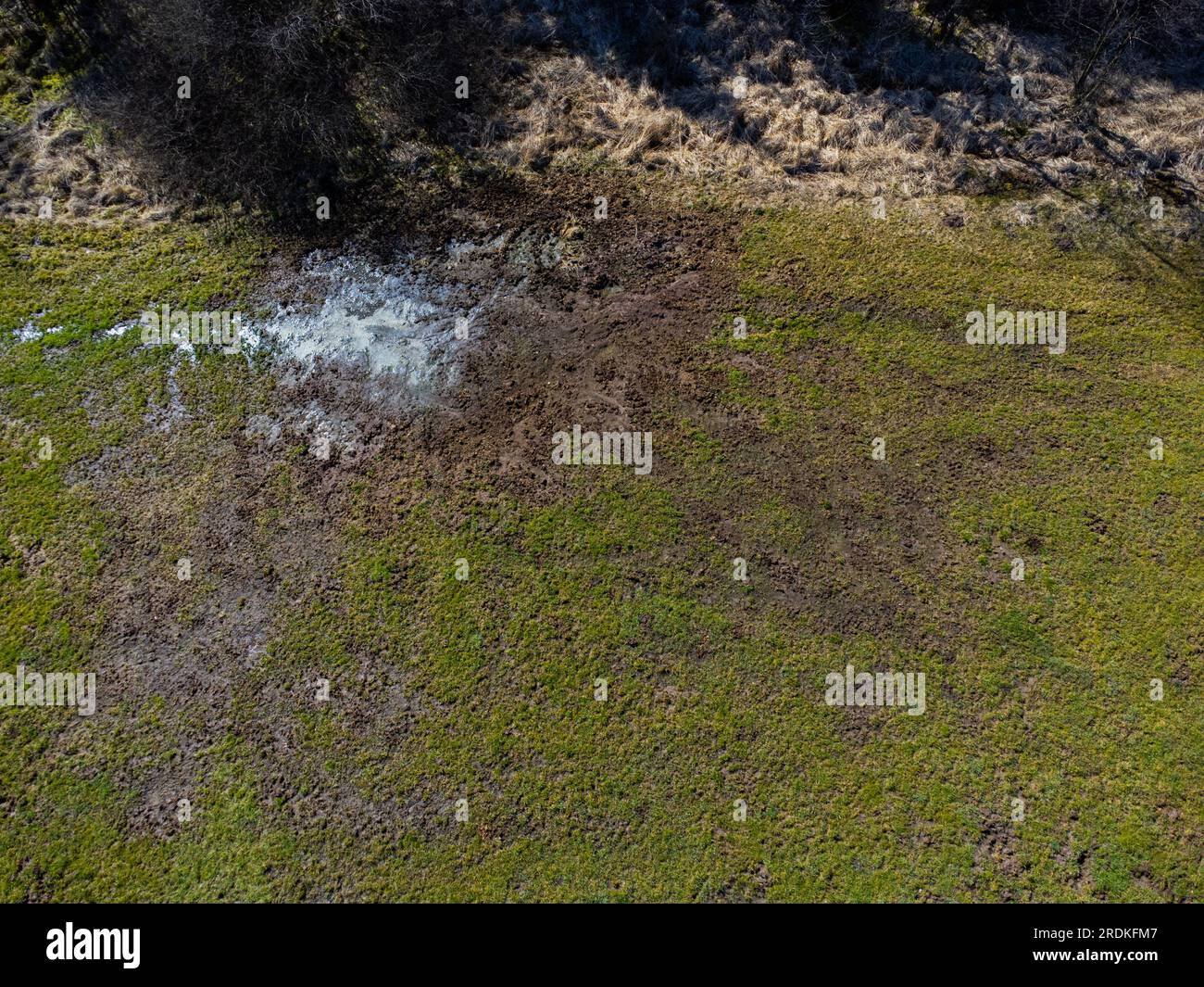 Aerial view of damage of wild boar in a meadow Stock Photo - Alamy
