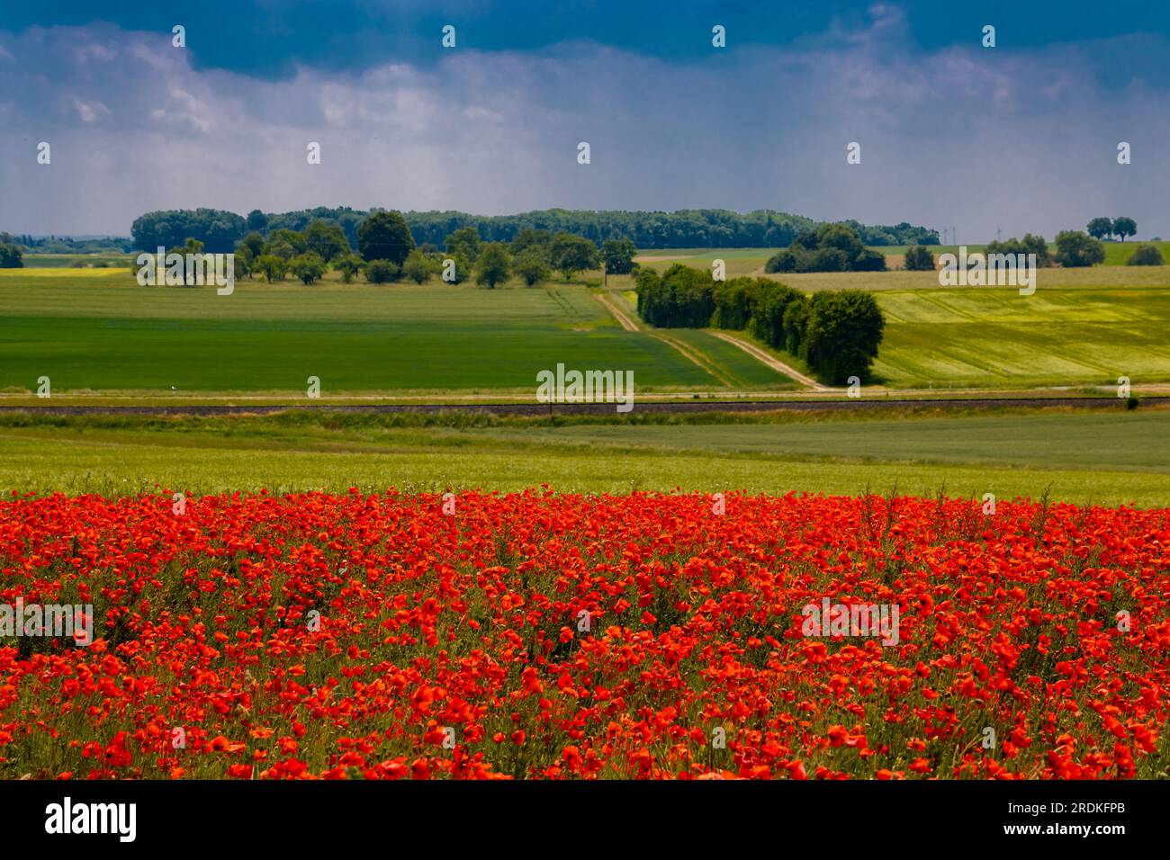 Red poppy field hi-res stock photography and images - Alamy