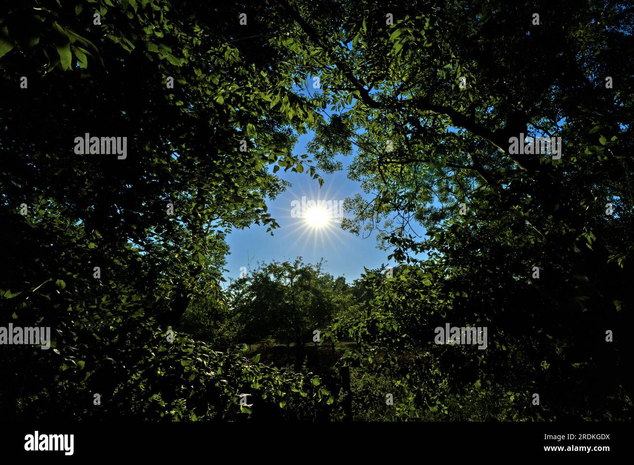 Sun vector hi-res stock photography and images - Alamy