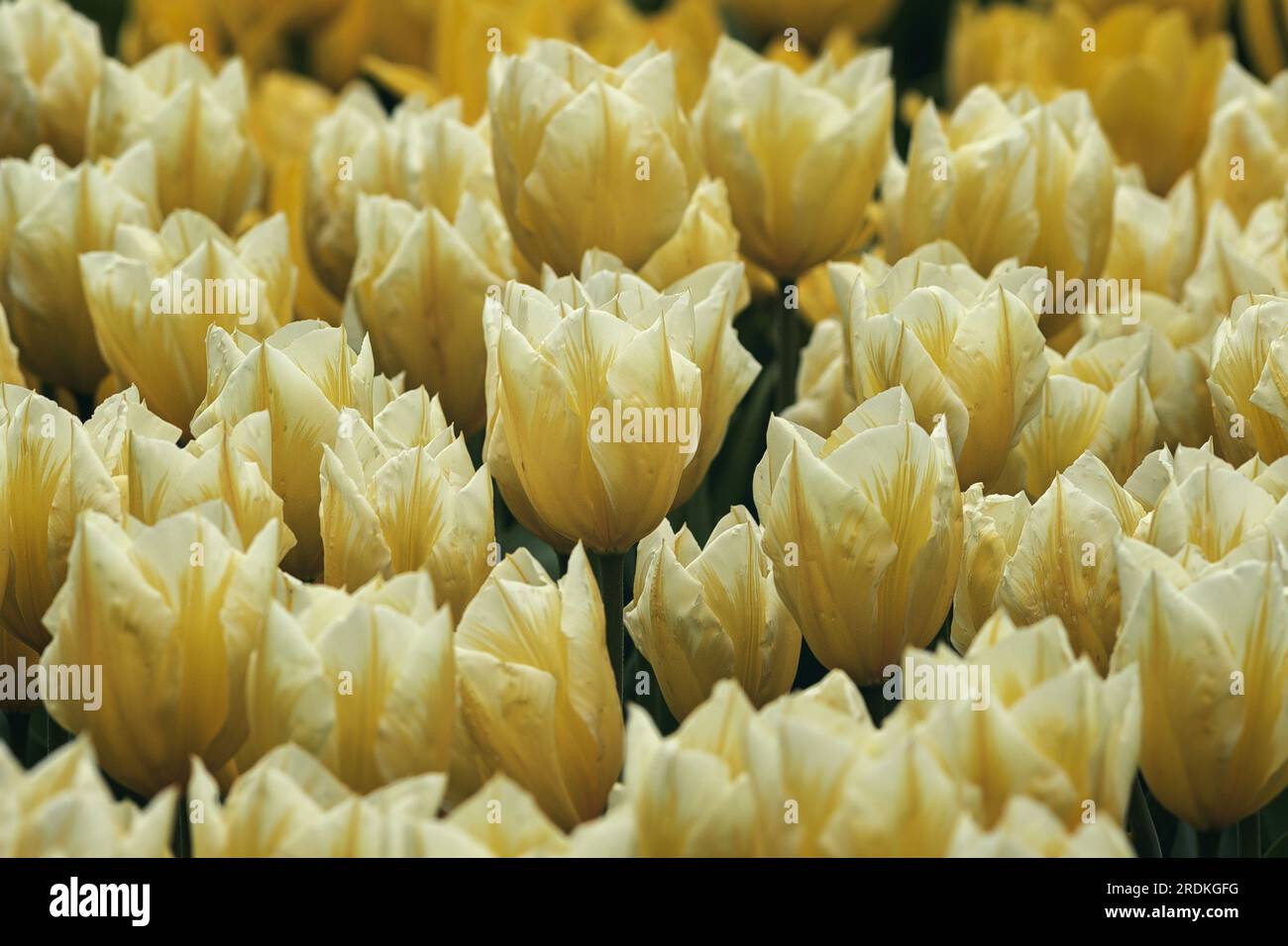 beautiful yellow tulips in the garden, natural background Stock Photo ...