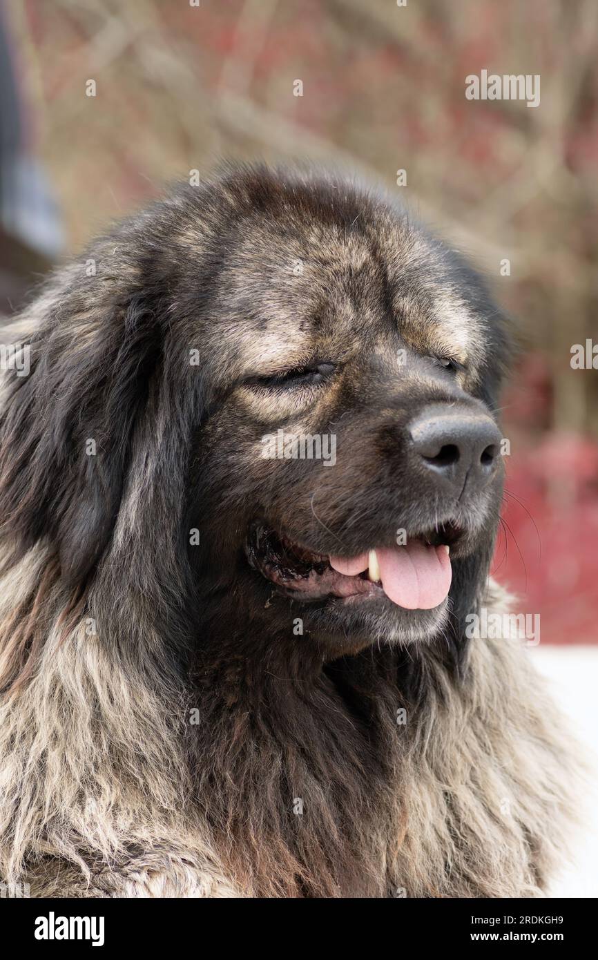 Russian Caucasian Mountain Dog Puppy