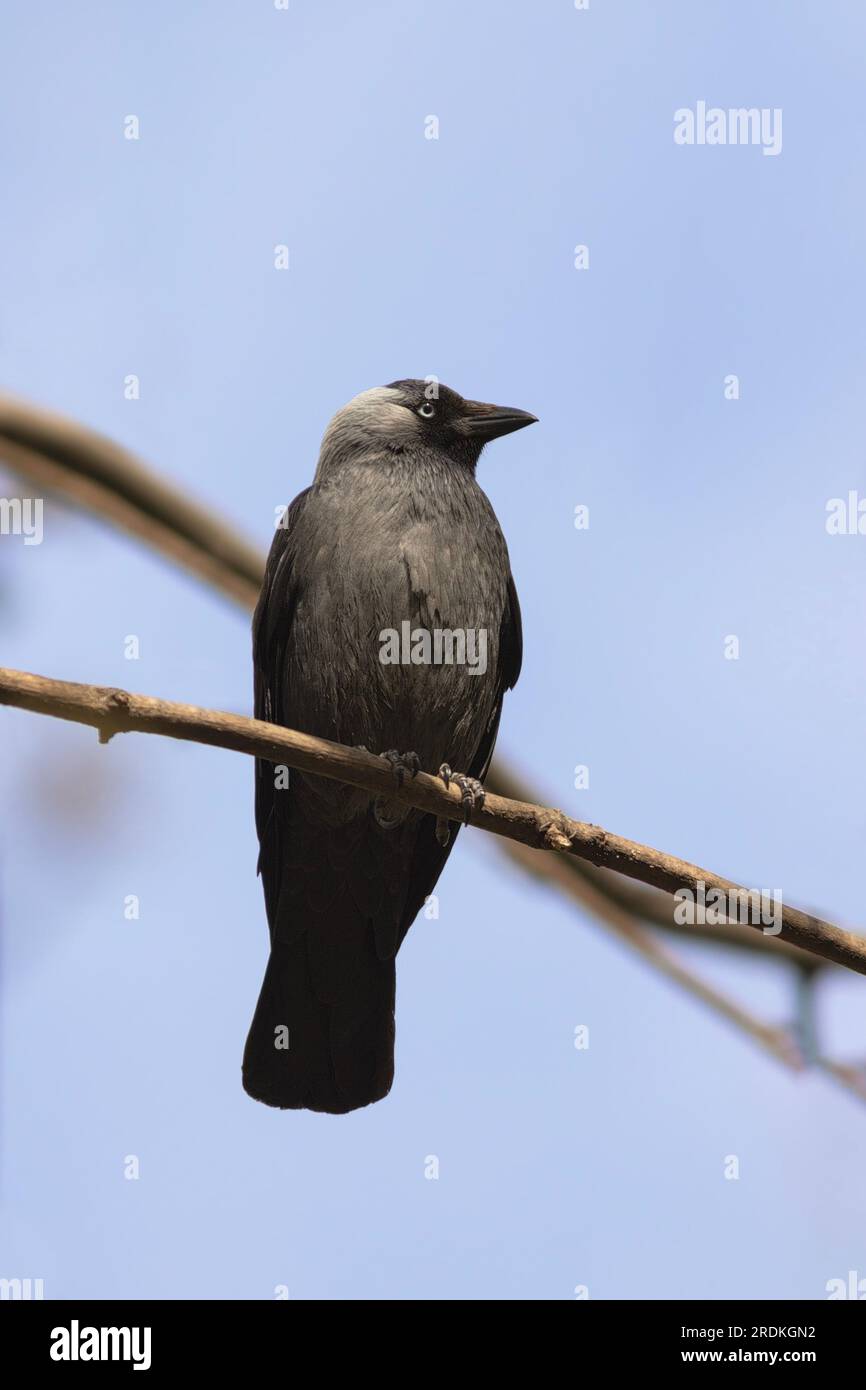 Coloeus monedula on a branch (Western jackdaw Stock Photo - Alamy