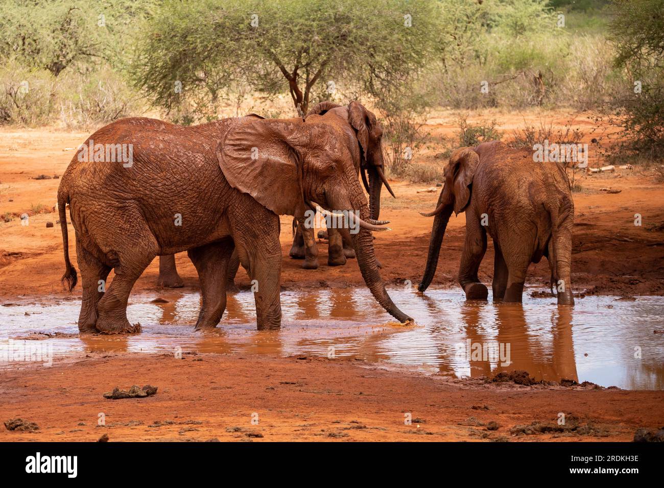 Elephants in Kenya Africa. Animals from a herd of elephants in Kenya ...