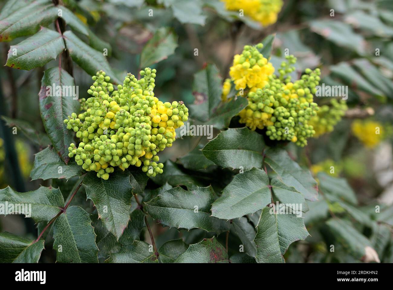 Mahonie aquifolium hi-res stock photography and images - Alamy