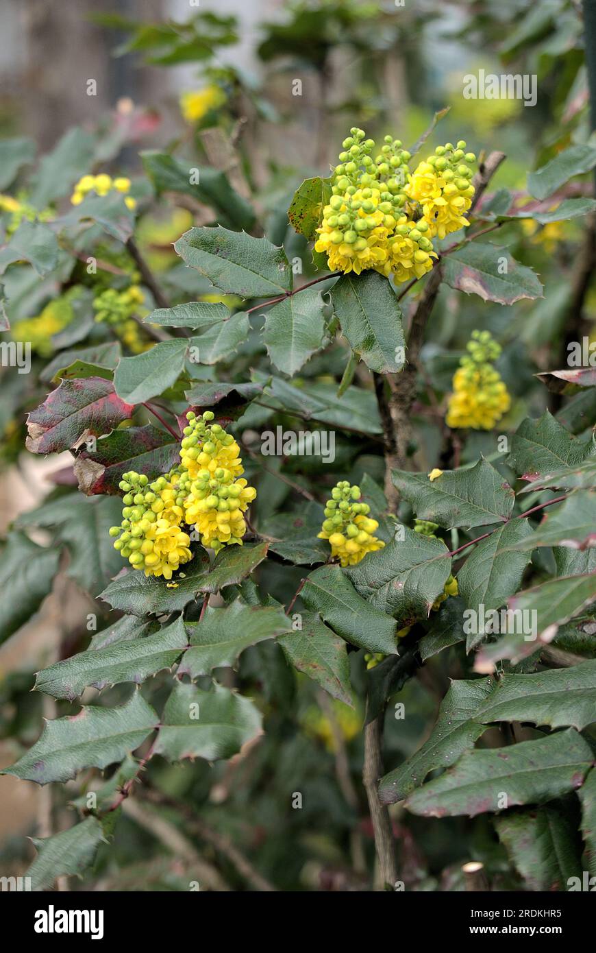Mahonie hi-res stock photography and images - Alamy