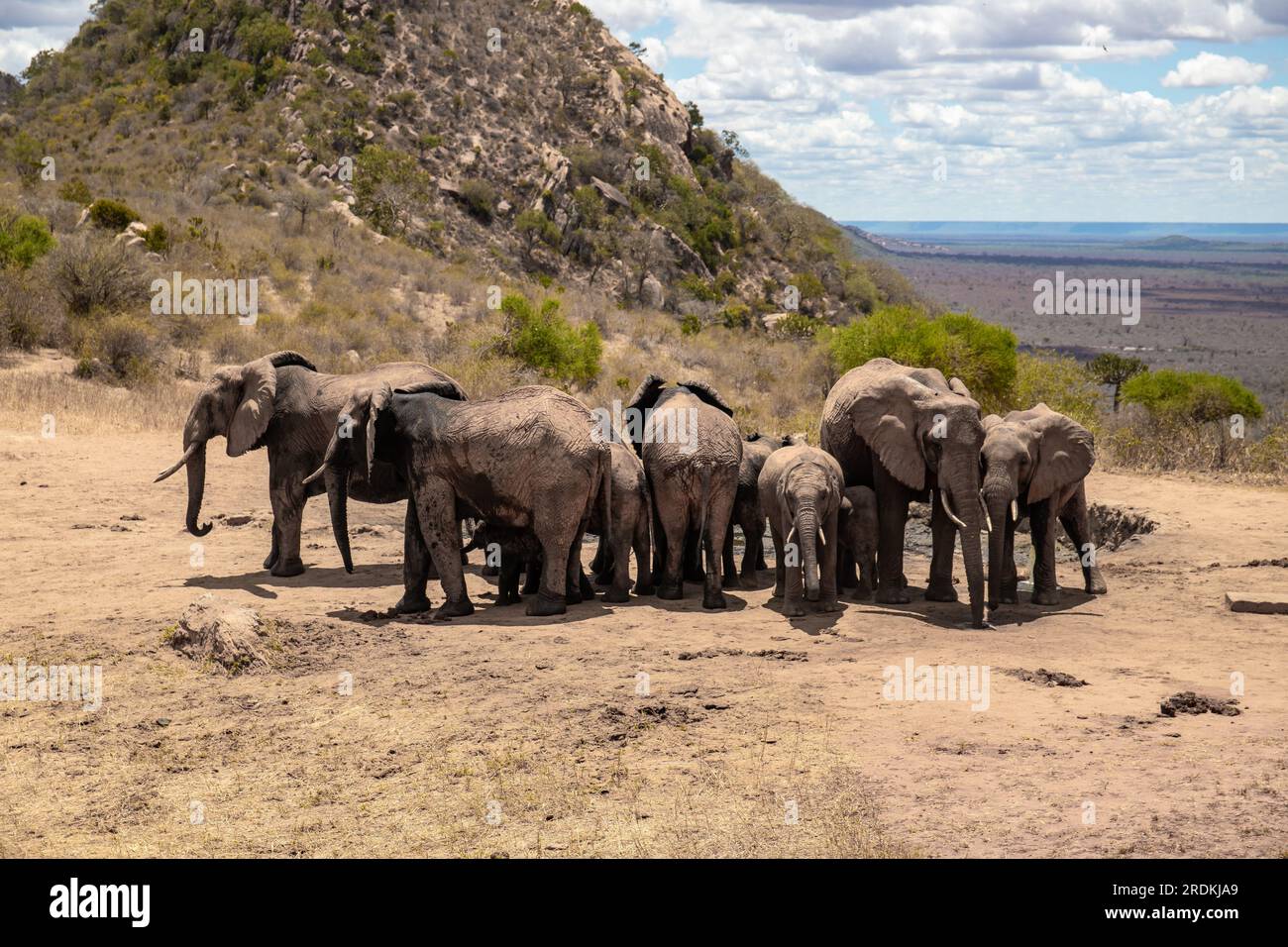 African elephant, A herd of elephants moves to the next watering hole ...