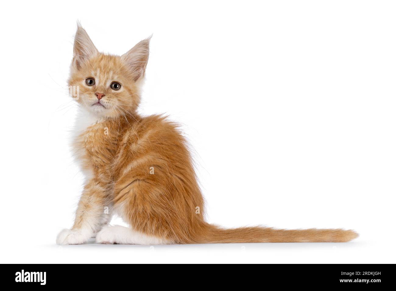 Cute creme with white baby cat, sitting side ways. Looking towards ...