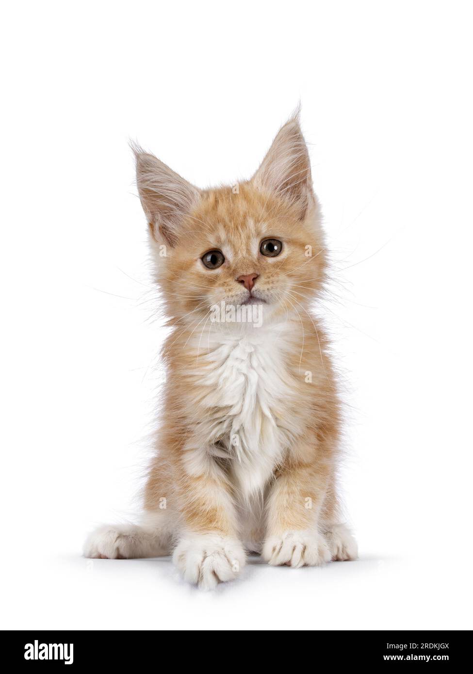 Cute creme with white baby cat, sitting up facing front on edge ...