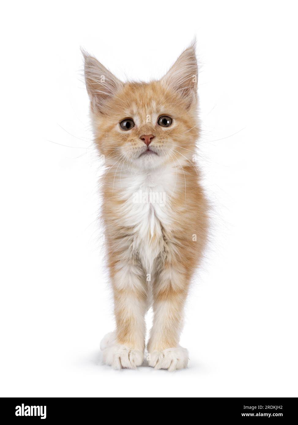 Cute creme with white baby cat, standing facing front. Looking towards ...