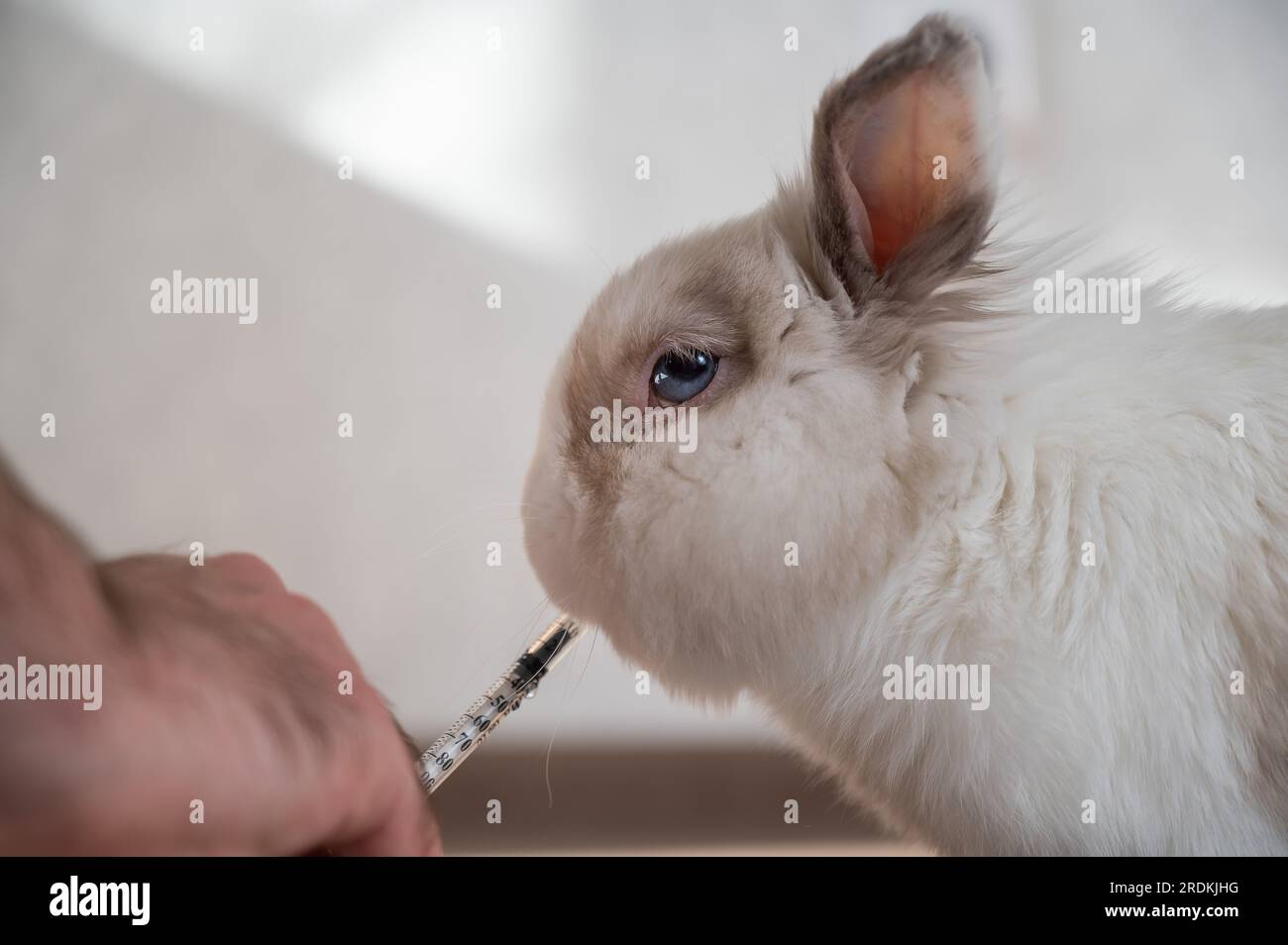 A man gives a rabbit medicine from a syringe. Bunny drinks from a ...