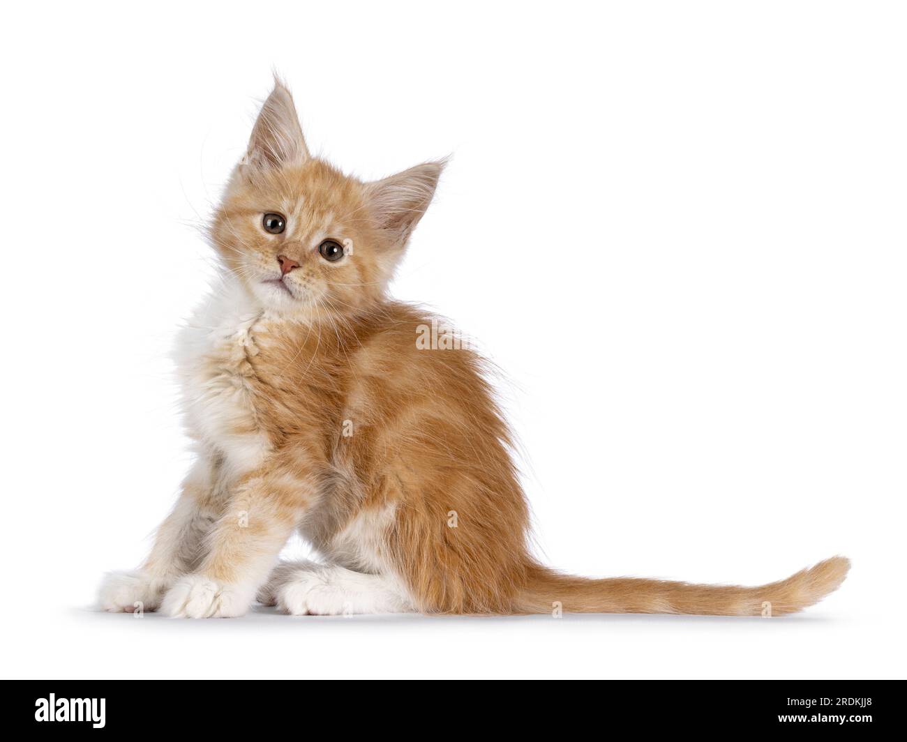 Cute creme with white baby cat, sitting side ways. Looking towards ...